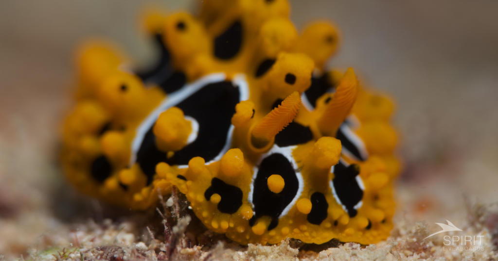 Fish Species in Fiji: A Guide to the Colorful Marine Life You’ll ...