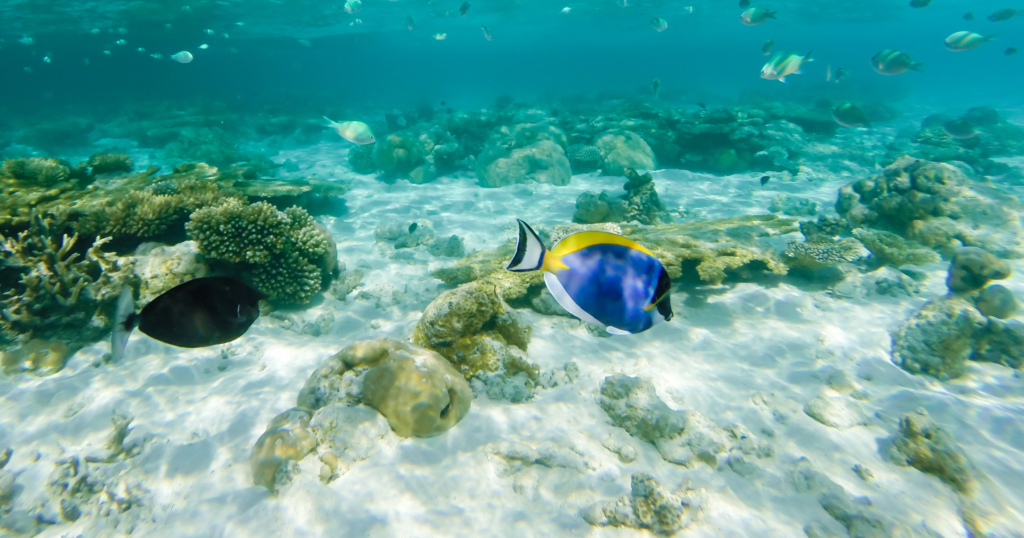 What Is the Best Fiji Resort for Reef Snorkeling? - Beqa Lagoon Resort